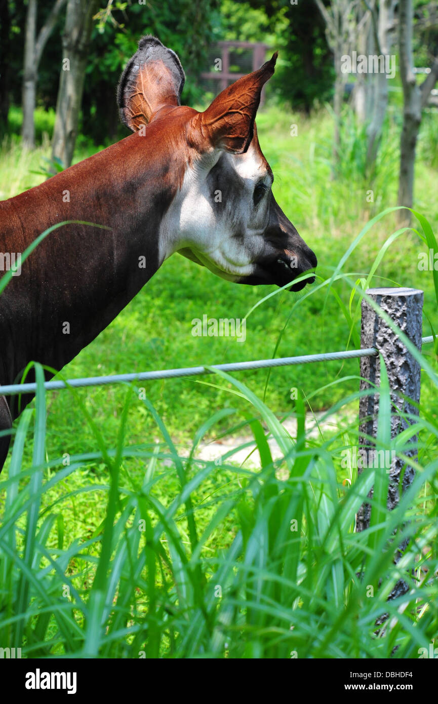 Okapi Okapia johnstoni Stock Photo - Alamy