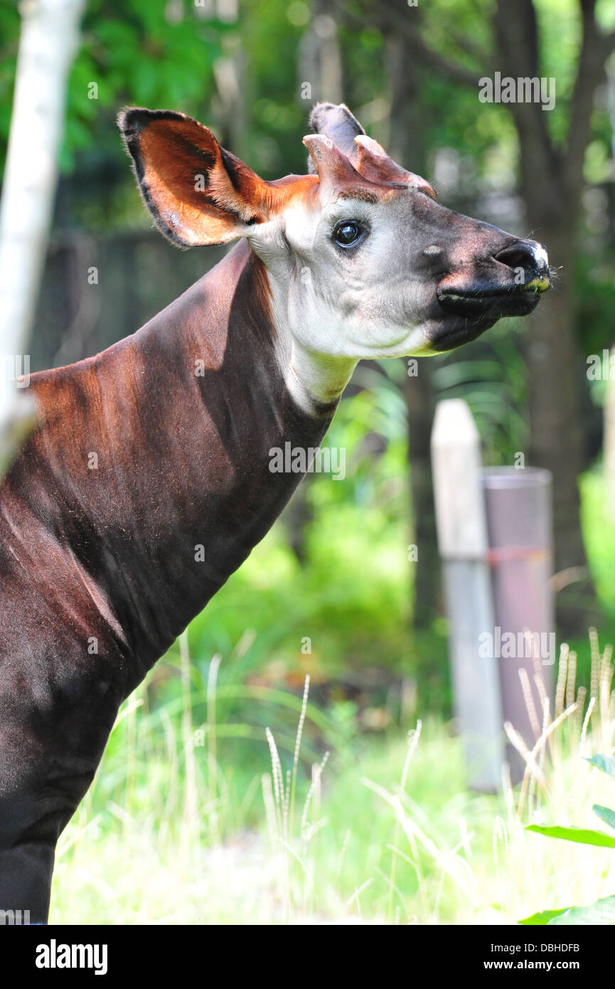 Okapi congo hi-res stock photography and images - Alamy