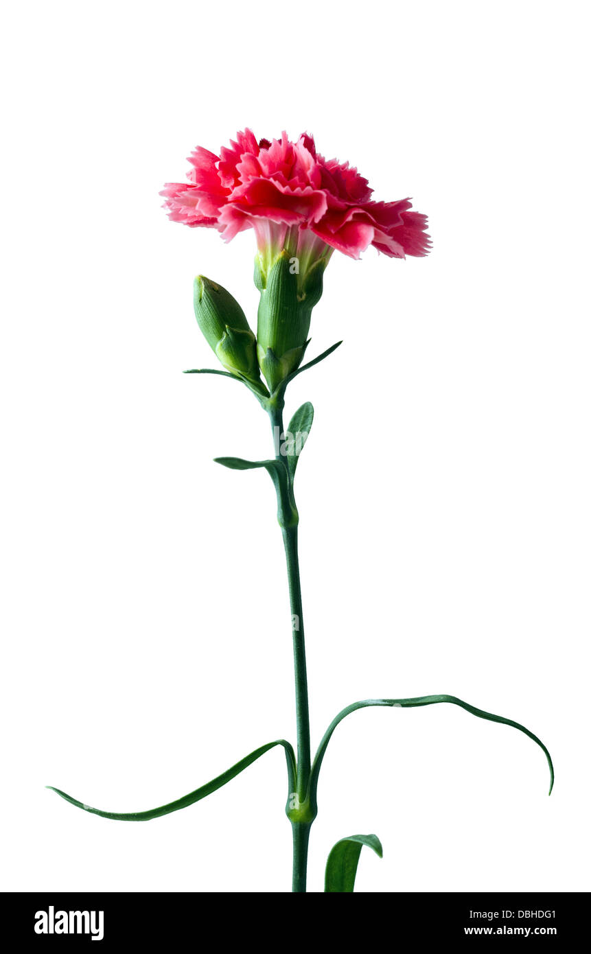 Red carnation flower hi-res stock photography and images - Alamy
