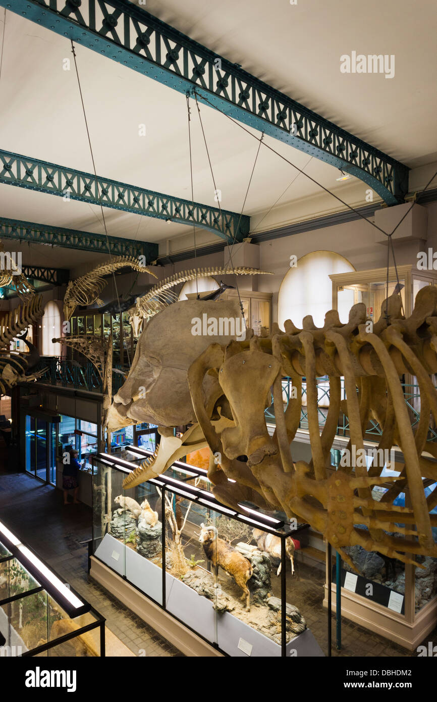 The natural history museum of lille hi-res stock photography and images ...