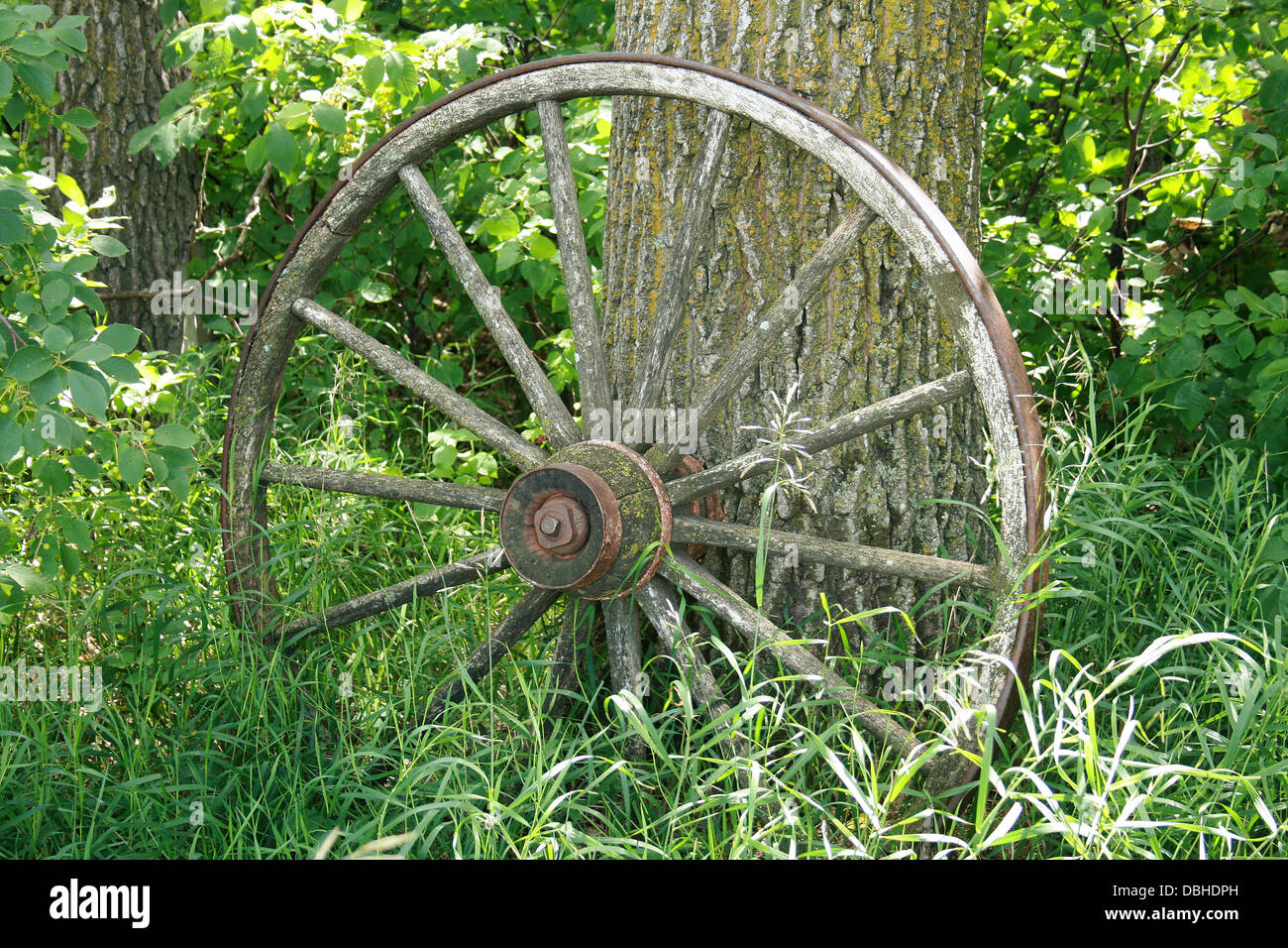 A vintage wagon wheel among trees on a farm in Altona, Manitoba, Canada ...