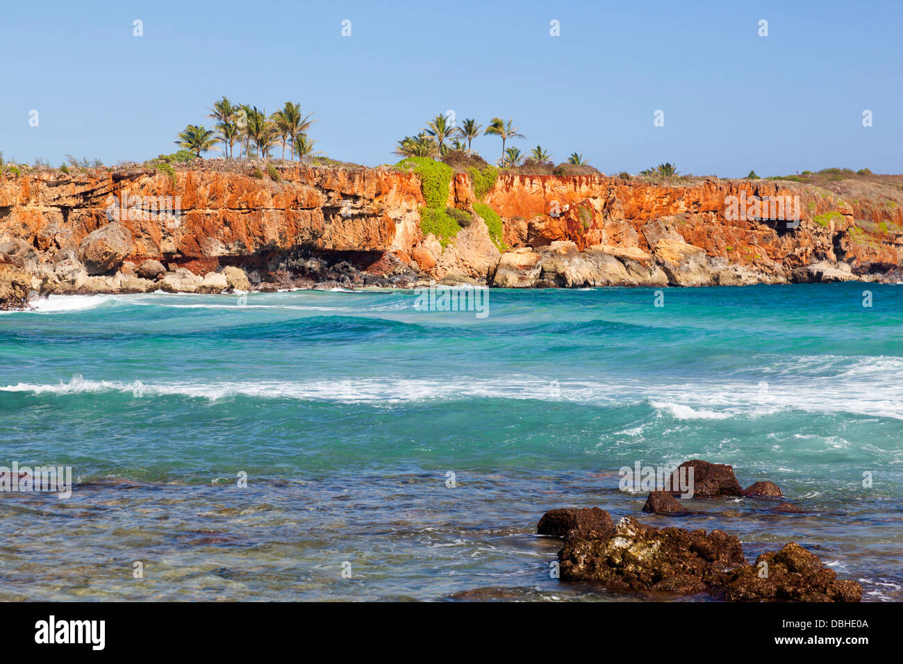 Red palm trees hi-res stock photography and images - Alamy