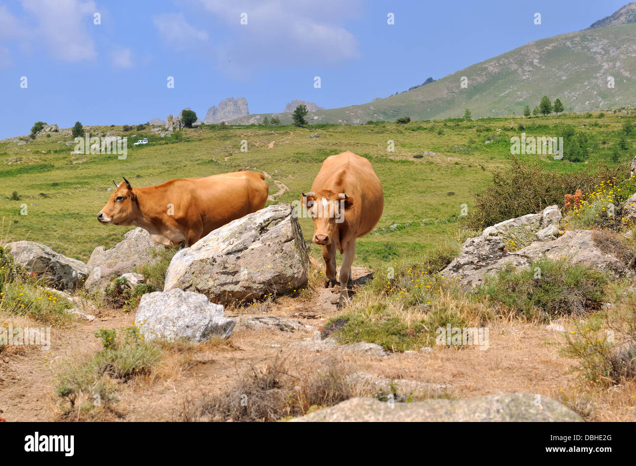 Grazing freely hi-res stock photography and images - Alamy