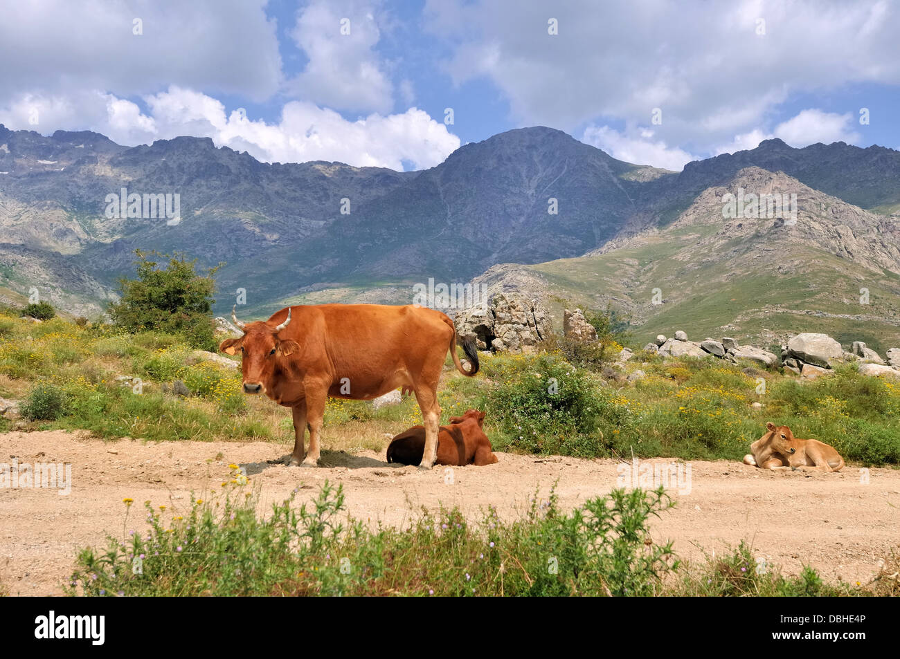 cow and calves on a path in the Corsican mountains Stock Photo - Alamy