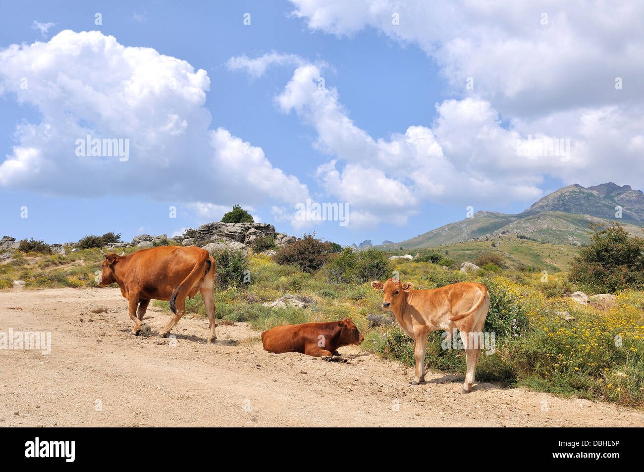 cow and calf from freely on a path in the Corsican mountains Stock ...