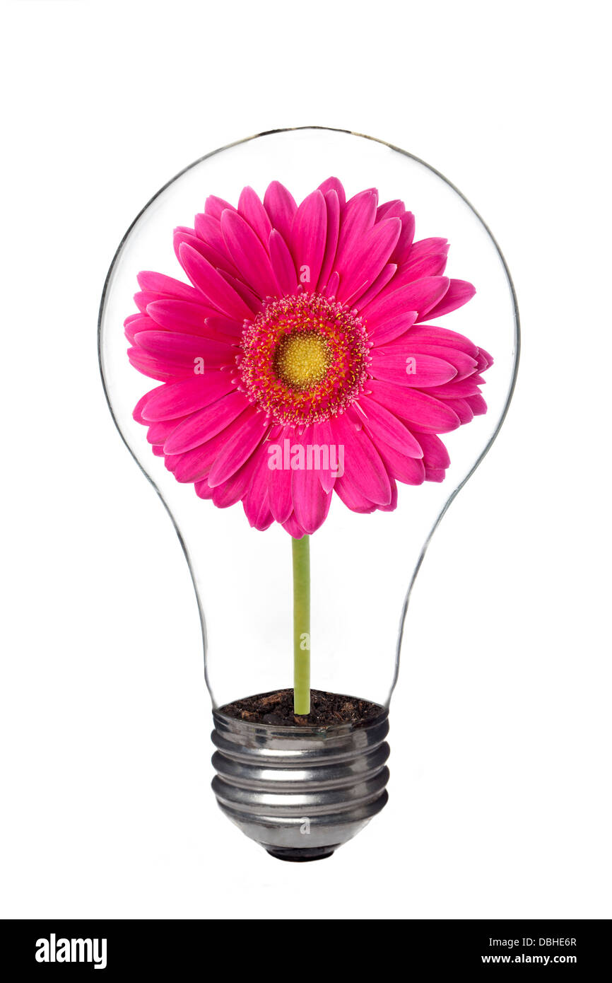 light bulb with pink flower inside Stock Photo - Alamy
