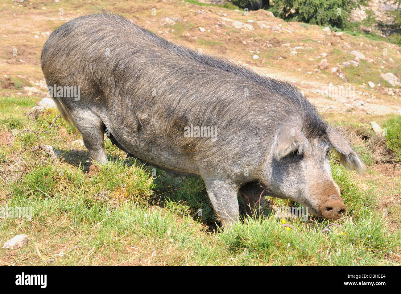 Corsican pig hi-res stock photography and images - Alamy