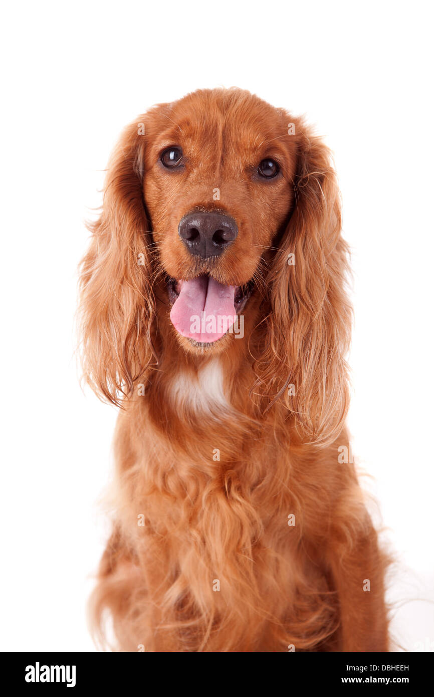 Baby Cocker Spaniel isolated over white background Stock Photo - Alamy