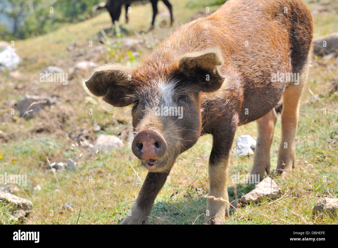 Corsican pig hi-res stock photography and images - Alamy