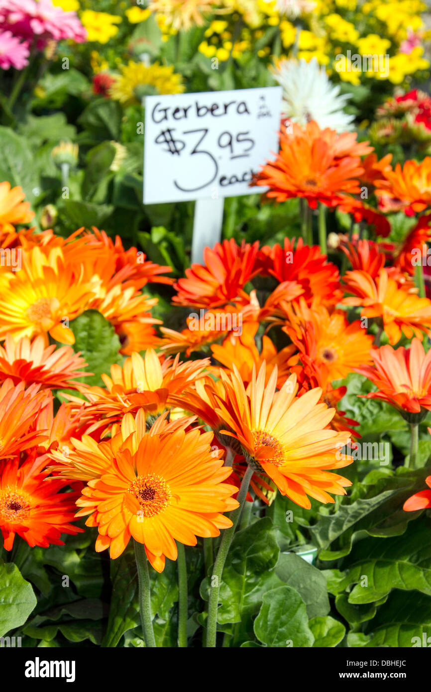 Gerbera daisy colors hi-res stock photography and images - Alamy