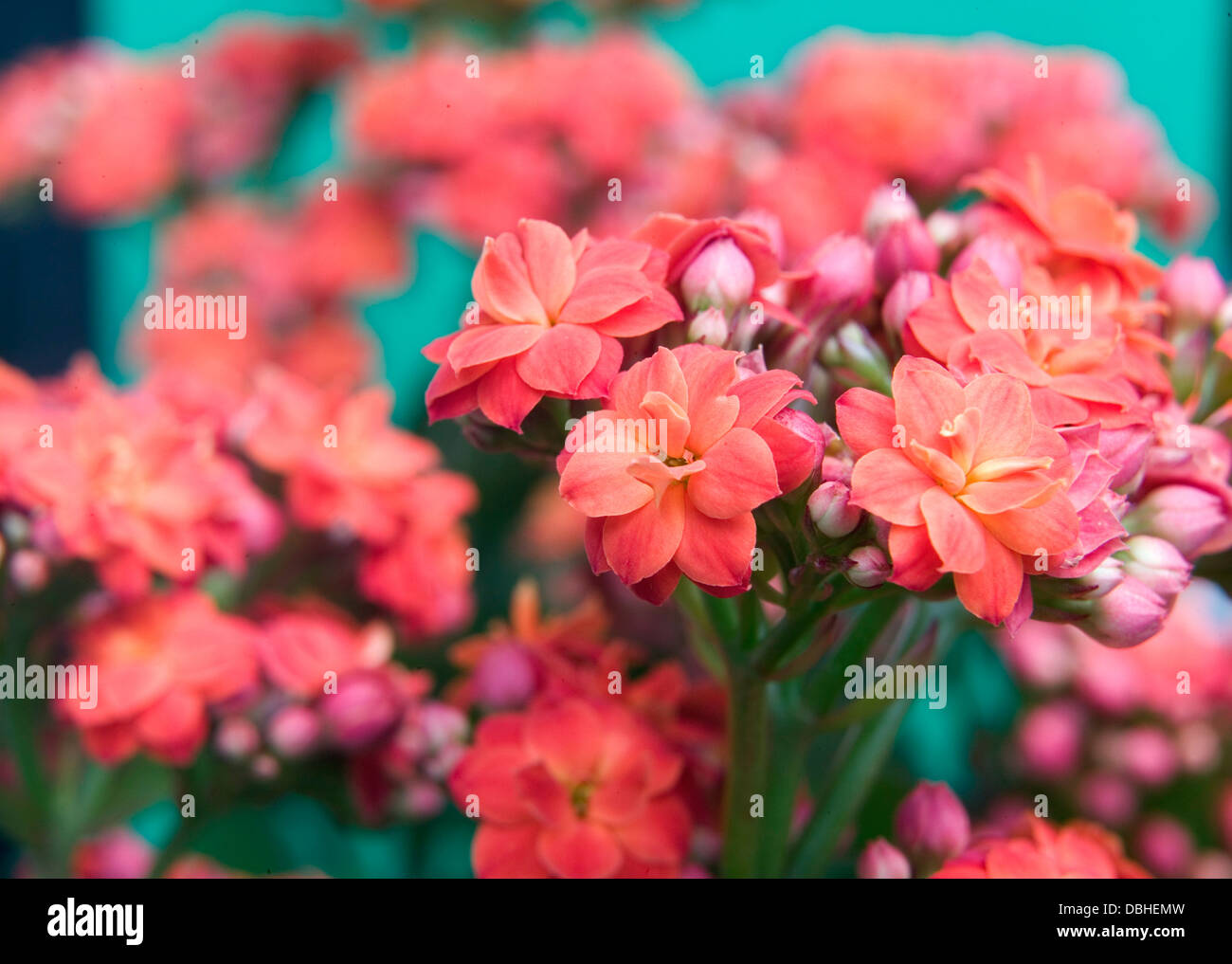Peach-coloured kalanchoe succulent flowers against a blue background ...