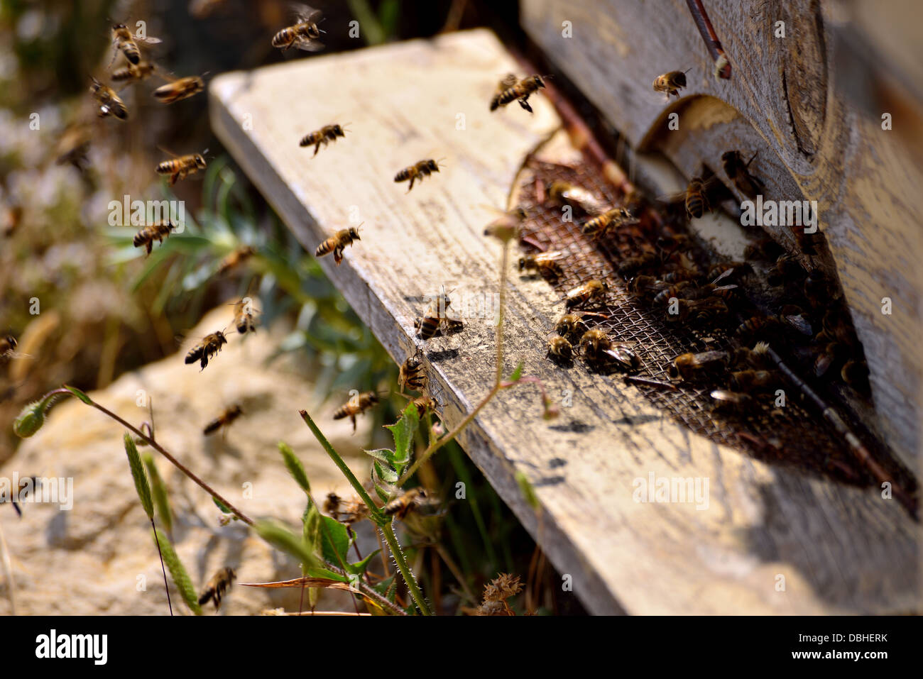 Bees fly in front hive hi-res stock photography and images - Alamy