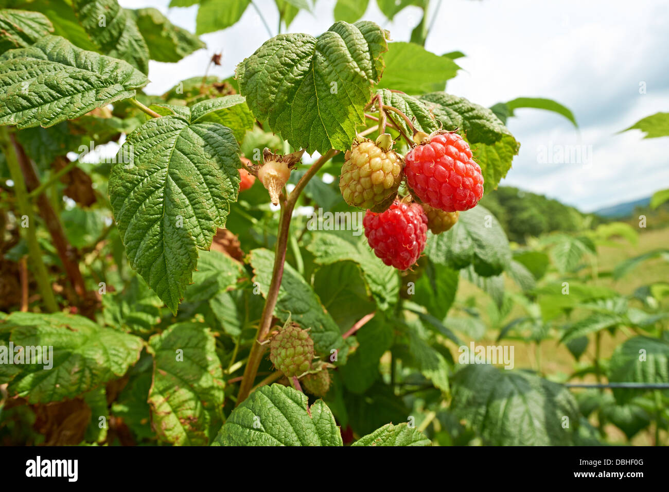 Farms northumberland hi-res stock photography and images - Alamy