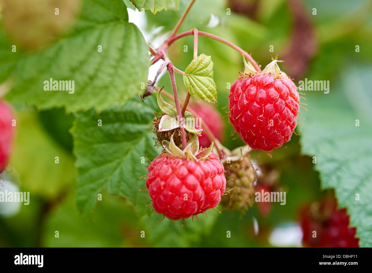 Raspberry plants hi-res stock photography and images - Alamy