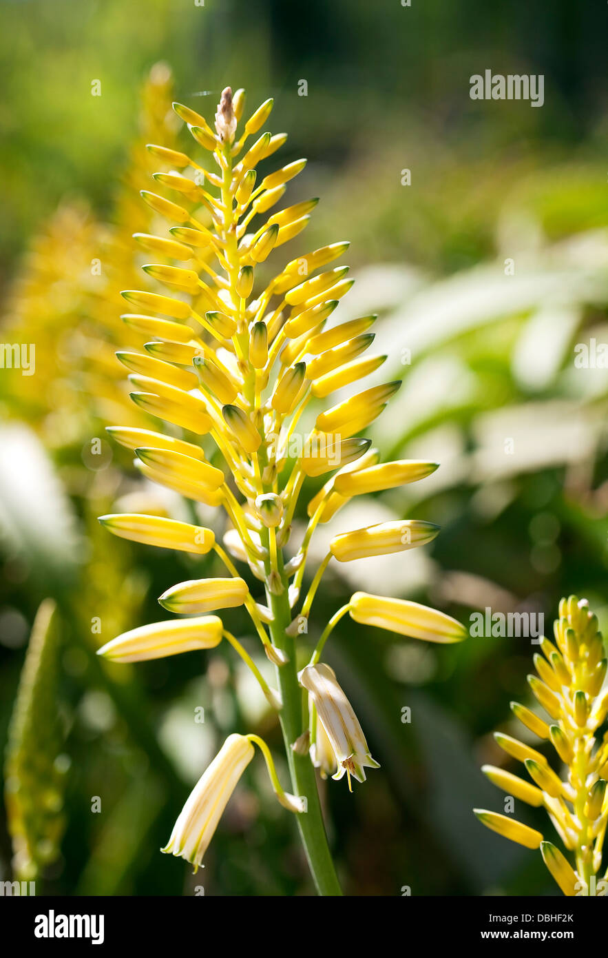 Hardy aloe hi-res stock photography and images - Alamy
