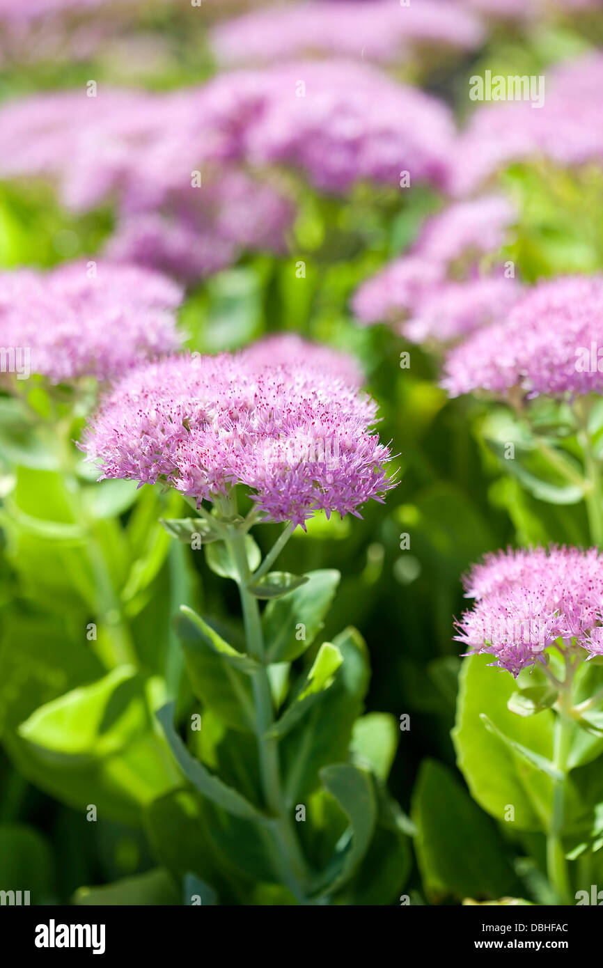 Sedum autumn joy hi-res stock photography and images - Alamy