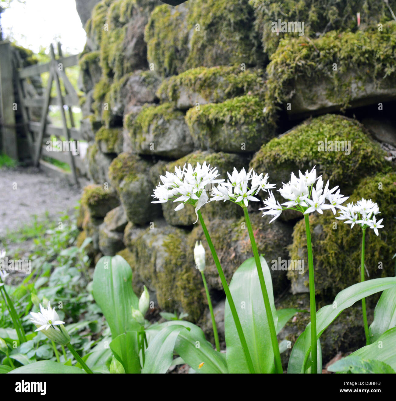Wild Garlic Blossom (Allium Ursinum) next to Dry Stone Wall & Gate on ...