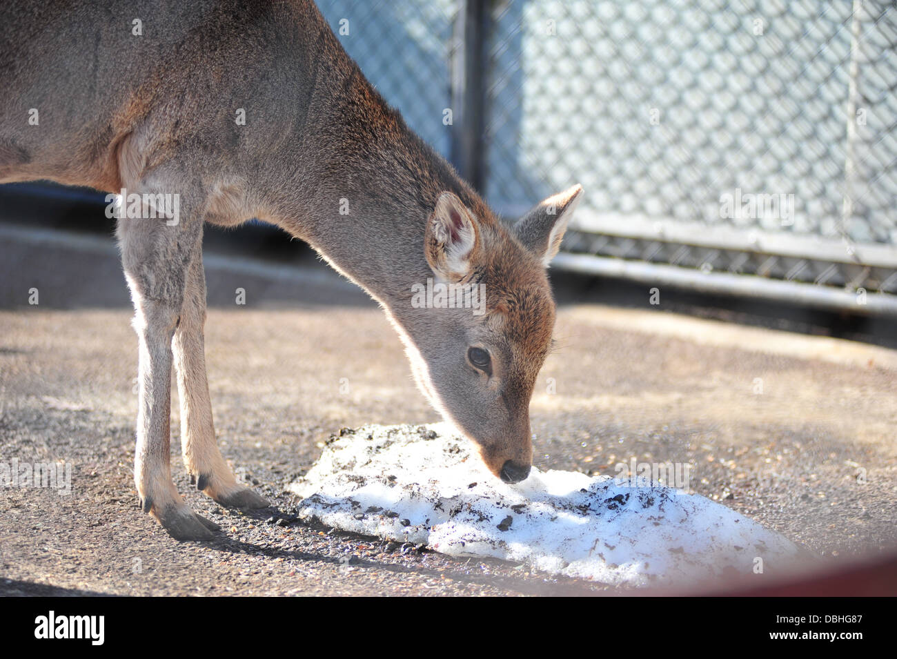 Sika deer a Japanese Female Deer eating snow Stock Photo - Alamy