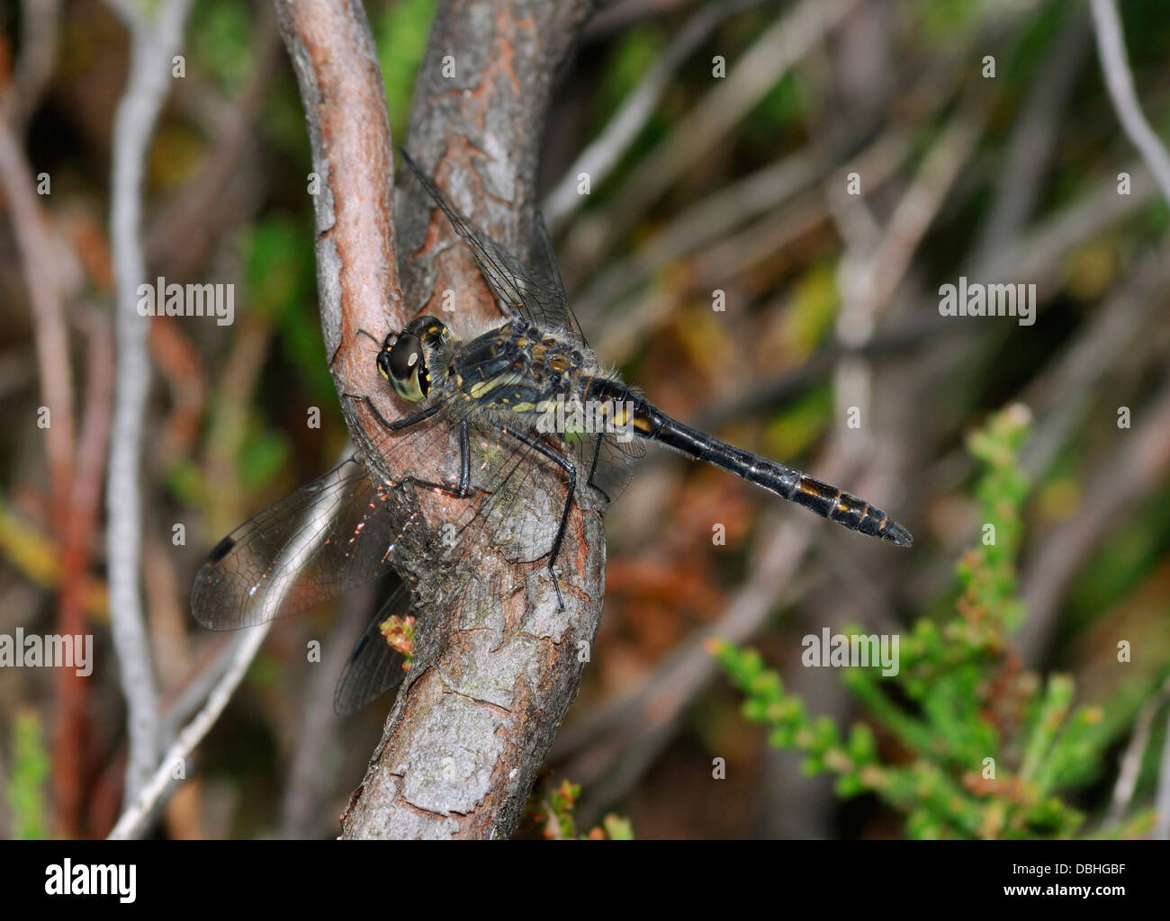 Black Darter Dragonfly - Sympetrum danae Male on heather Stock Photo ...