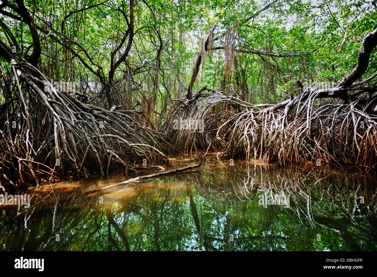 Mangroves in the delta of the tropical river. Sri Lanka, Bentota Stock ...