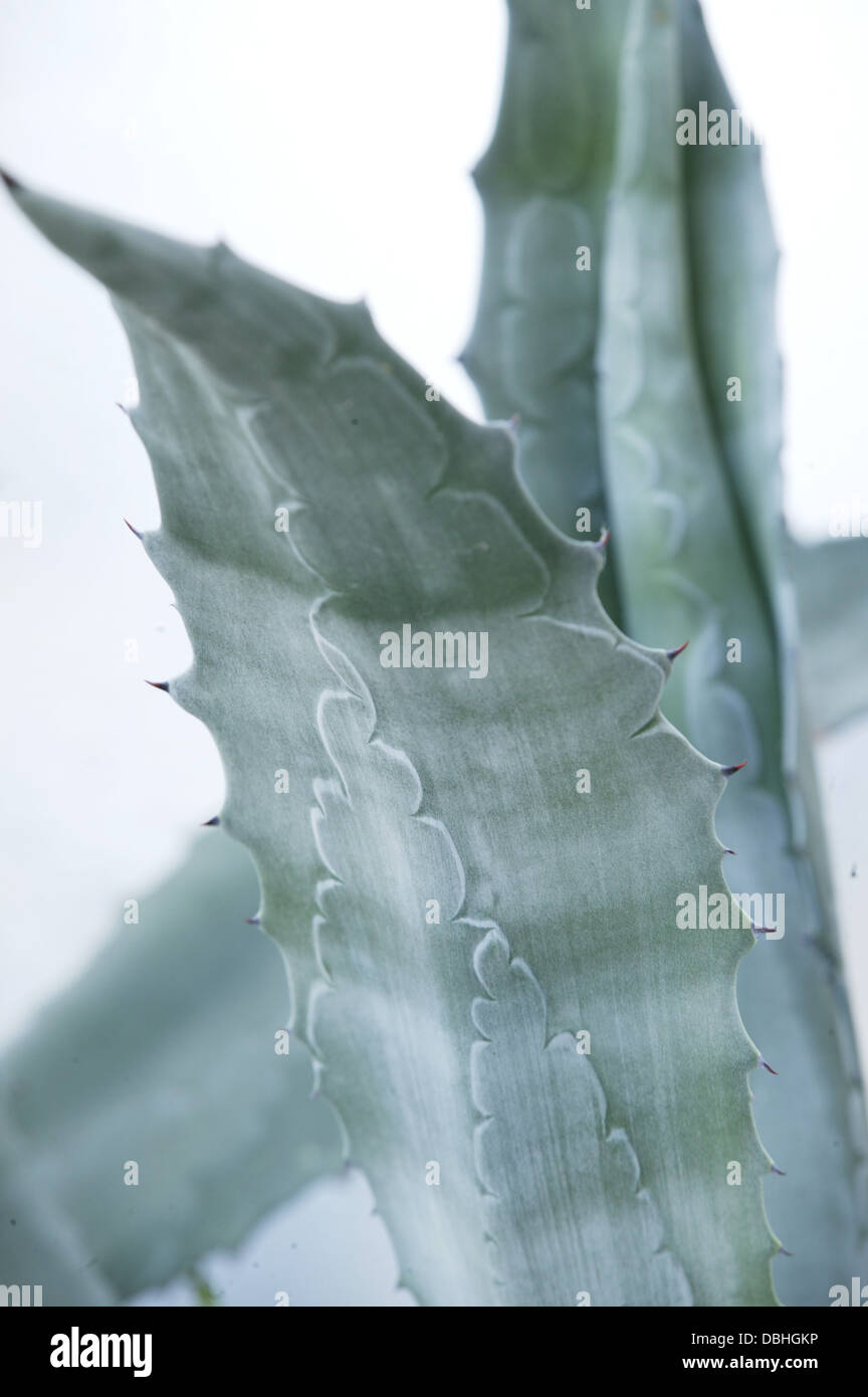 Spiky grey-green agave leaves against a white wall Stock Photo - Alamy