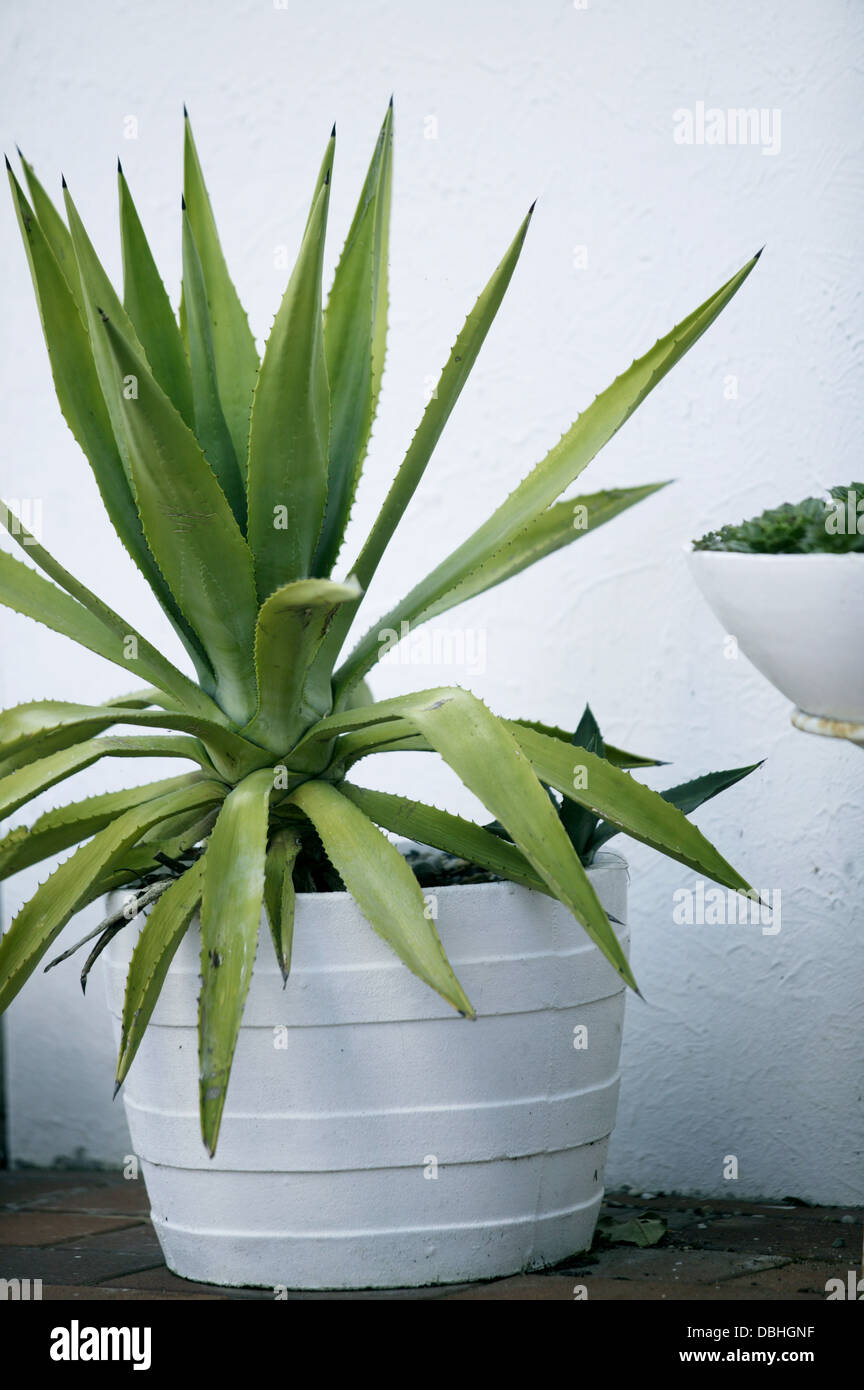 A green-leaved agave plant in a large white-painted half-barrel against ...