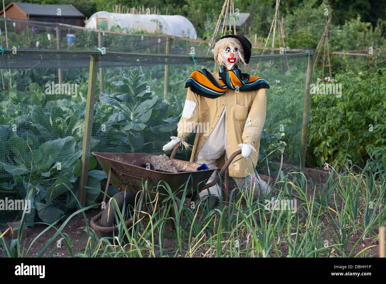 Scarecrow with wheelbarrow in urban allotment Stock Photo - Alamy