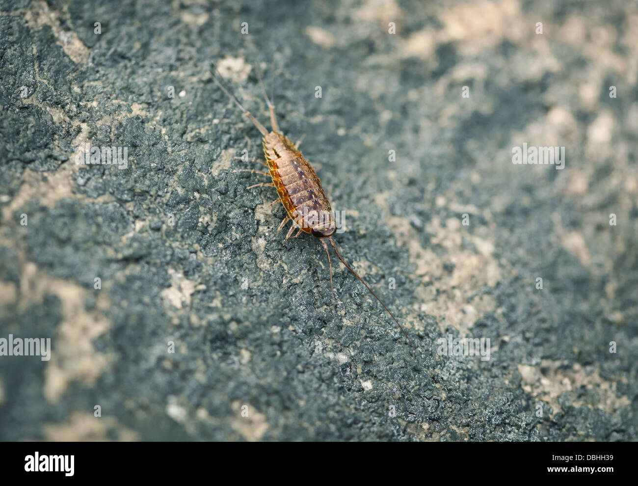 Sea slater (sea louse) on rough stone background Stock Photo - Alamy