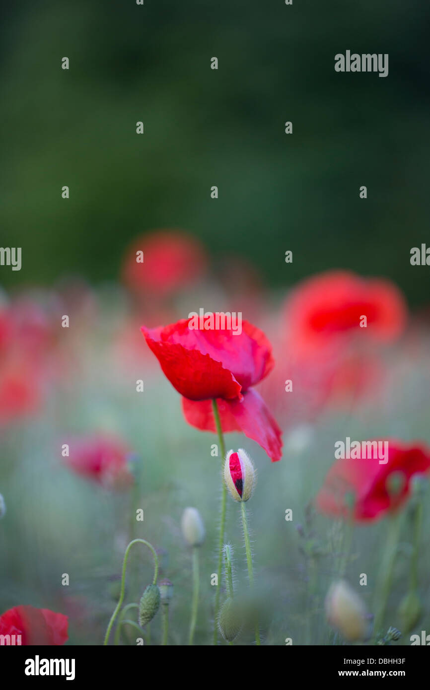 Single open poppy in a poppy field Stock Photo - Alamy