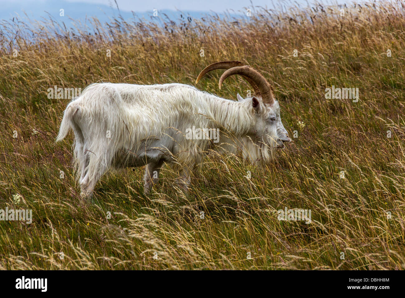 Welsh mountain goat hi-res stock photography and images - Alamy