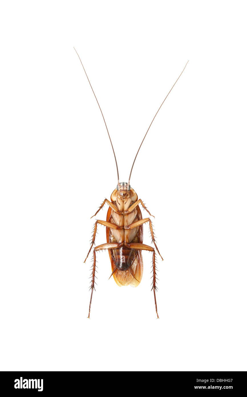 Cockroach Cut Out Stock Images & Pictures - Alamy