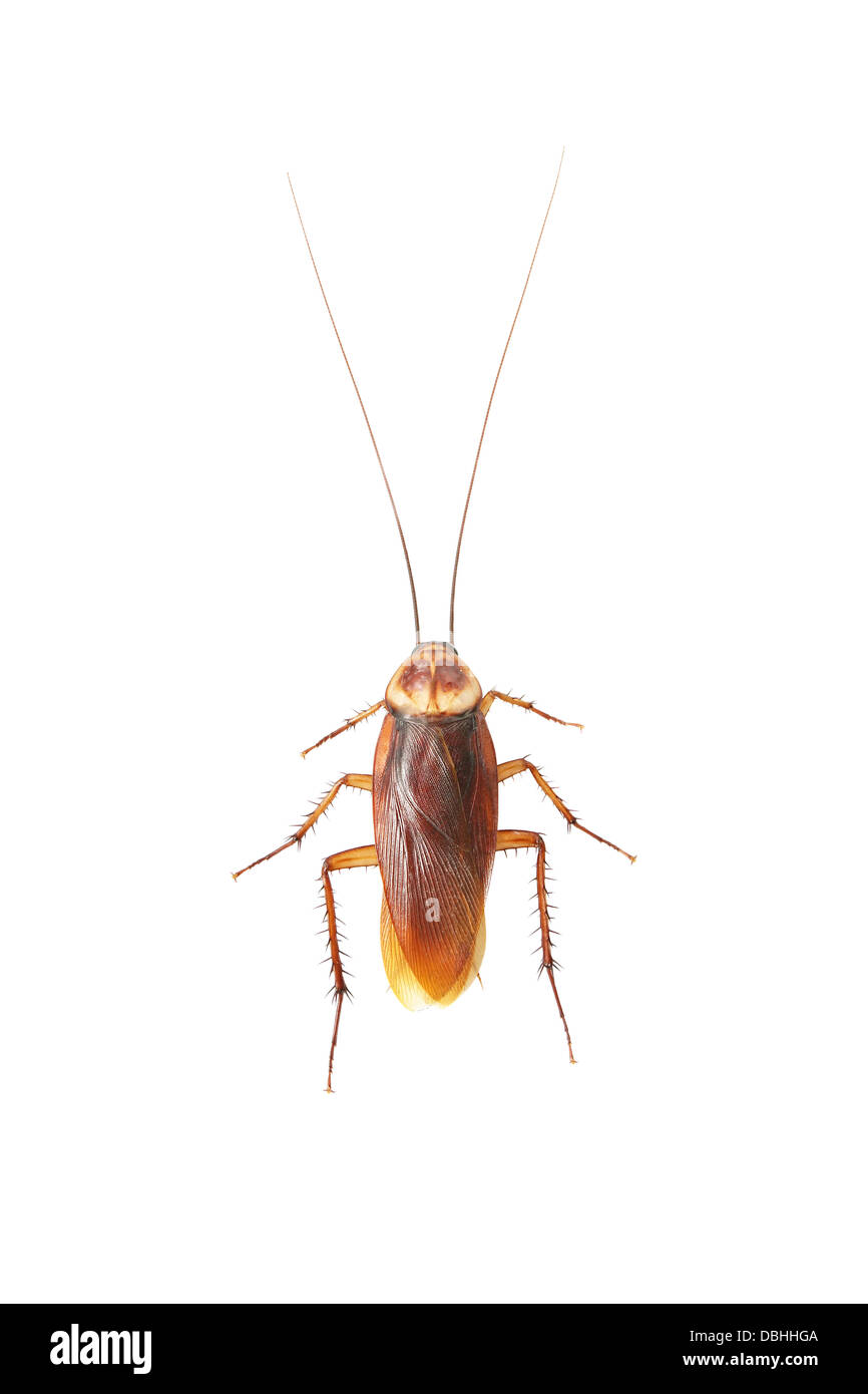 Cockroach isolated on white background Stock Photo - Alamy