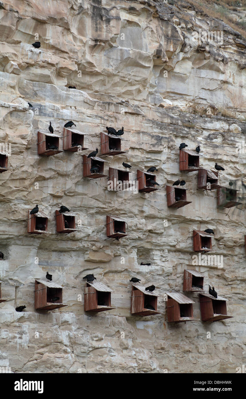 Bald ibis breeding and conservation centre Birecik, Urfa province ...