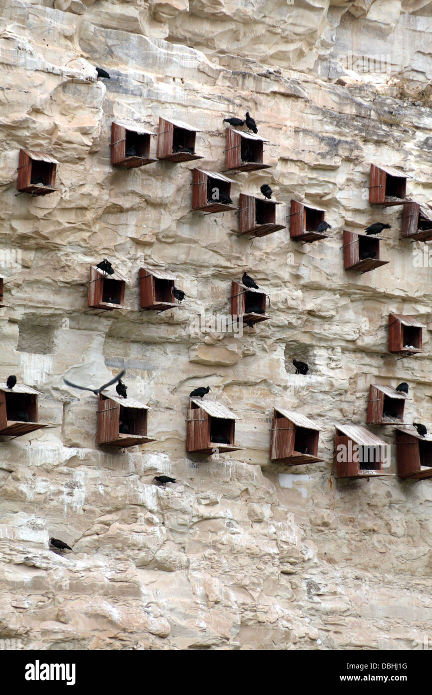Bald ibis breeding and conservation centre Birecik, Urfa province ...