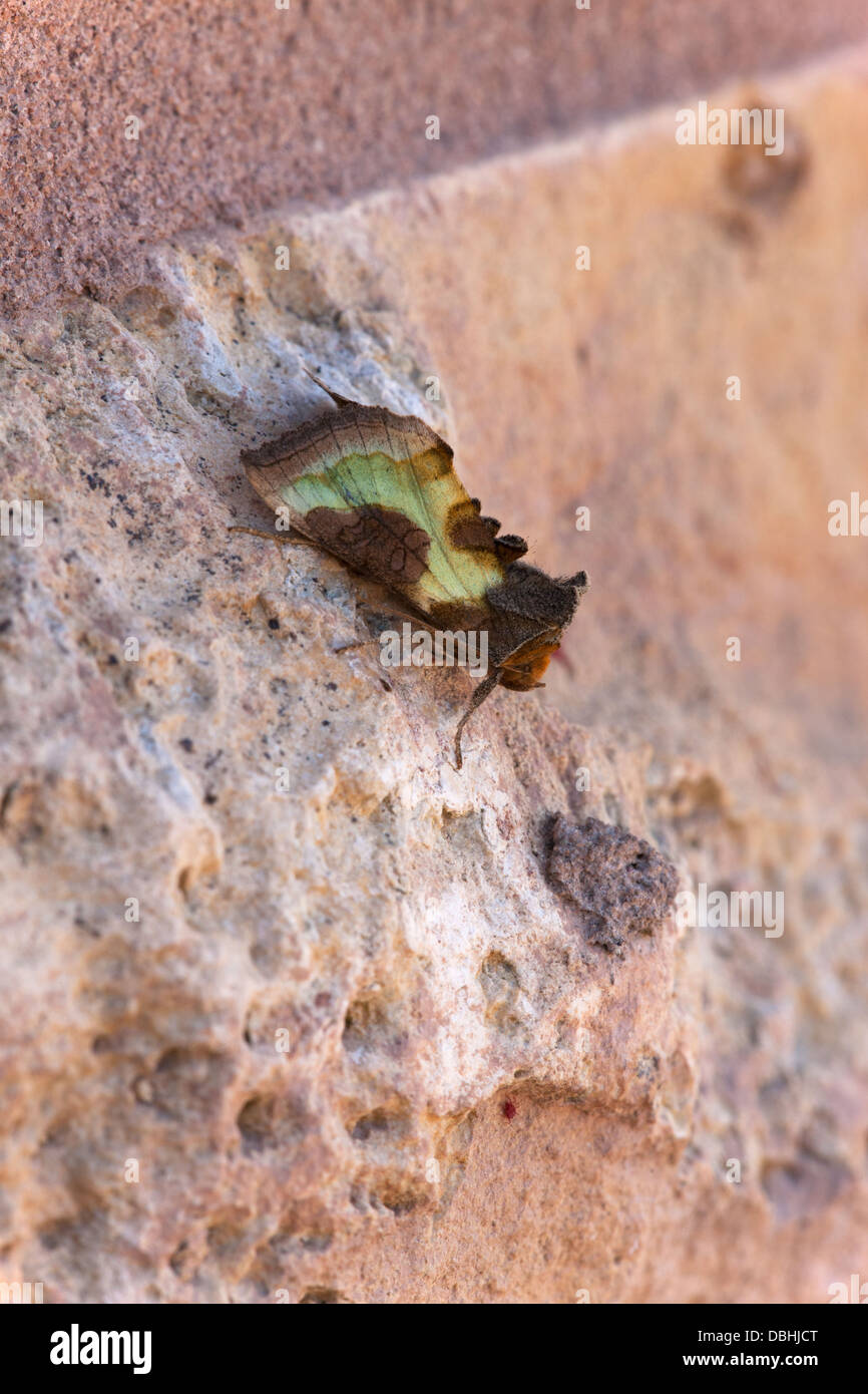 Burnished Brass Diachrysia chrysitis adult moth at rest on a stone wall ...