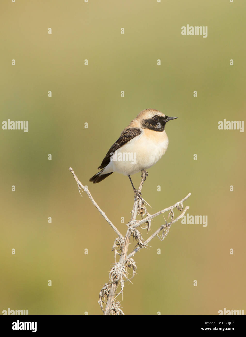 Black eared Wheatear Oenanthe melanoleuca male of the eastern race ...