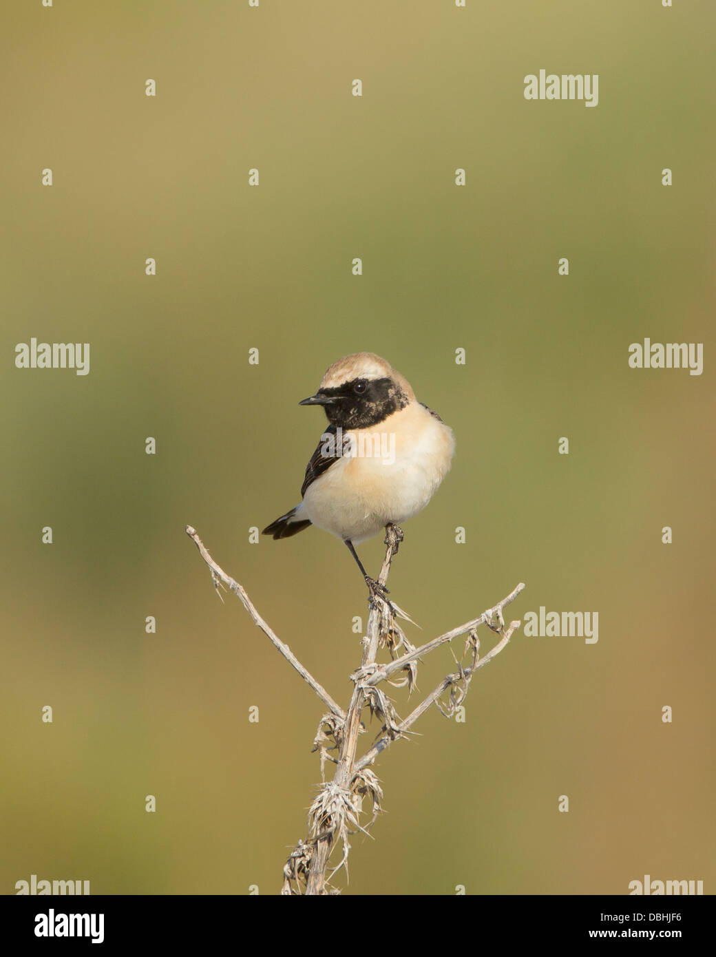 Black eared Wheatear Oenanthe melanoleuca male of the eastern race ...