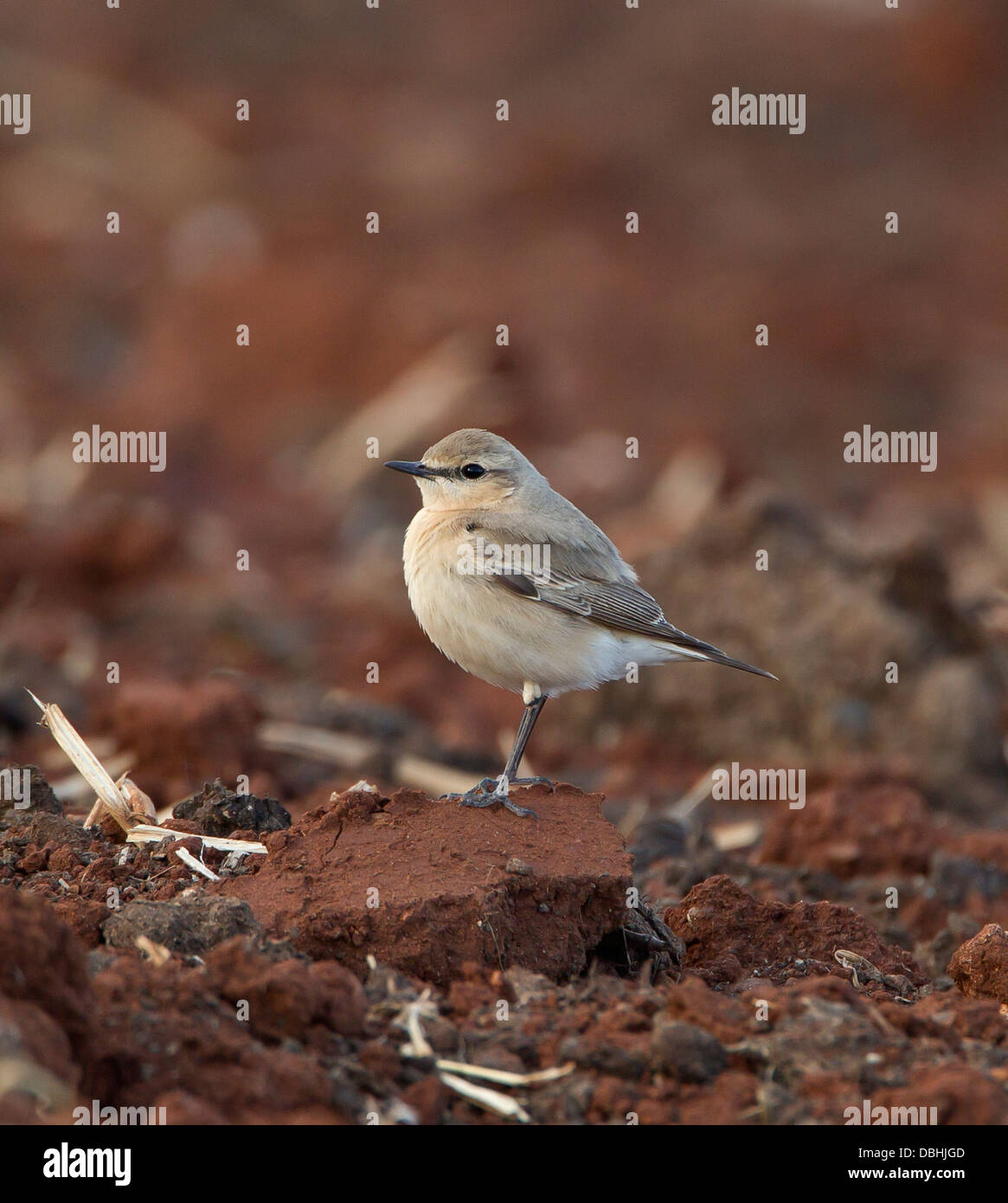 Isabelline Wheatear Oenanthe isabellina greyish form mandria cyprus ...