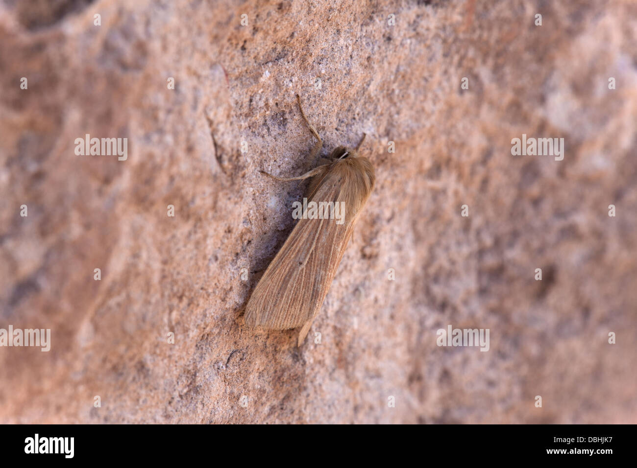 Common Wainscot Mythimna pallens adult moth at rest on a stone wall ...