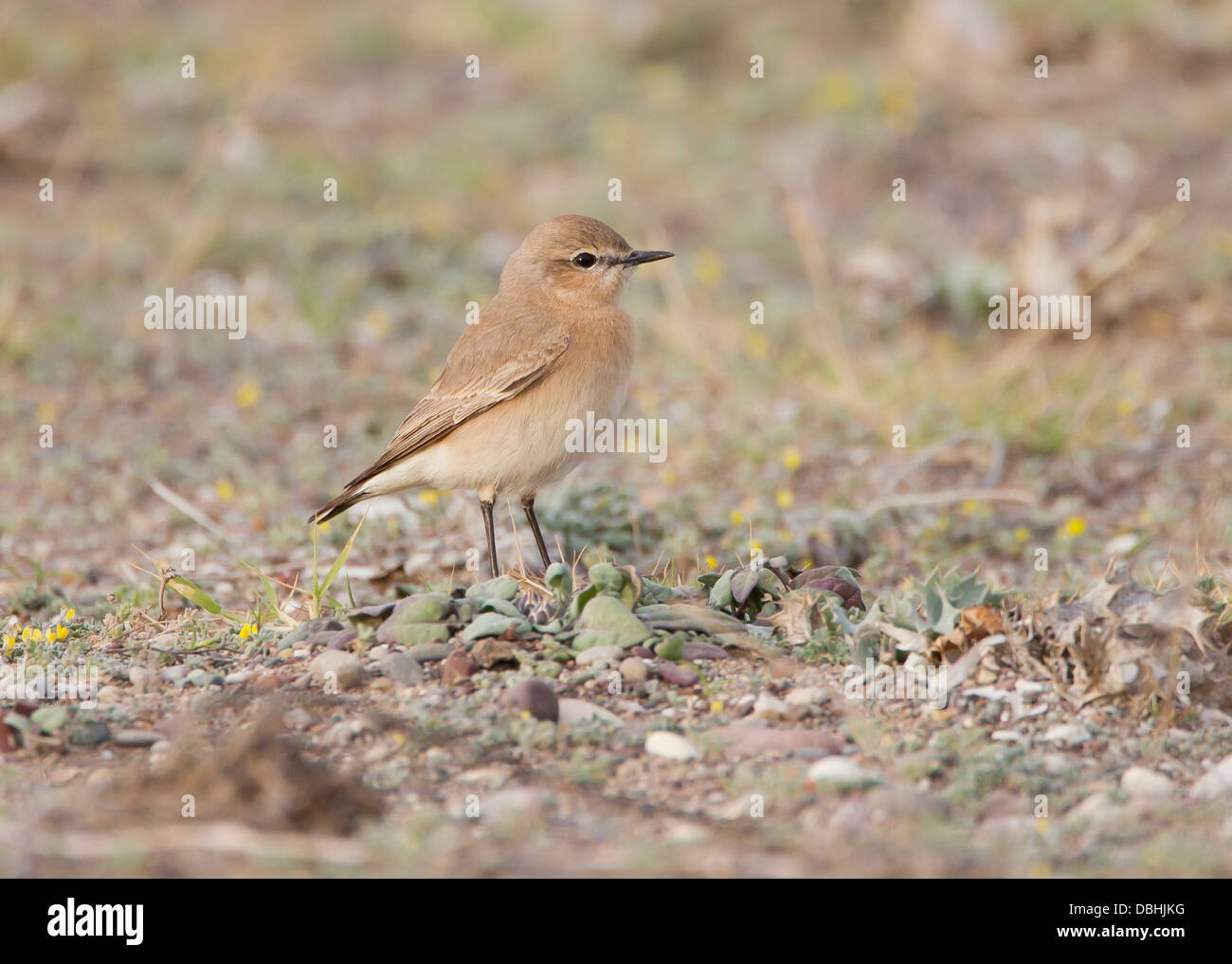 Isabelline Wheatear Oenanthe isabellina mandria cyprus Stock Photo - Alamy