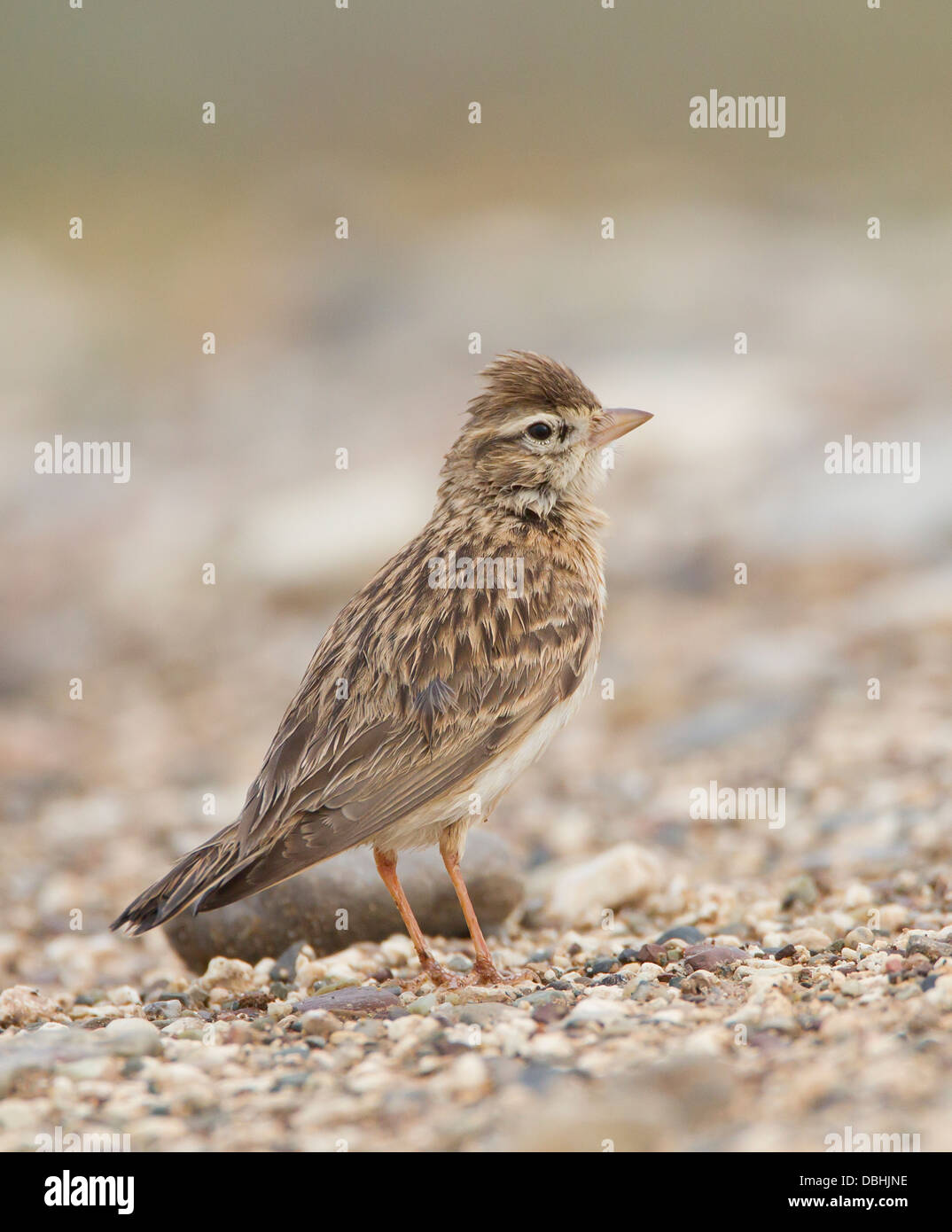 Greater short toed lark on migration Stock Photo - Alamy