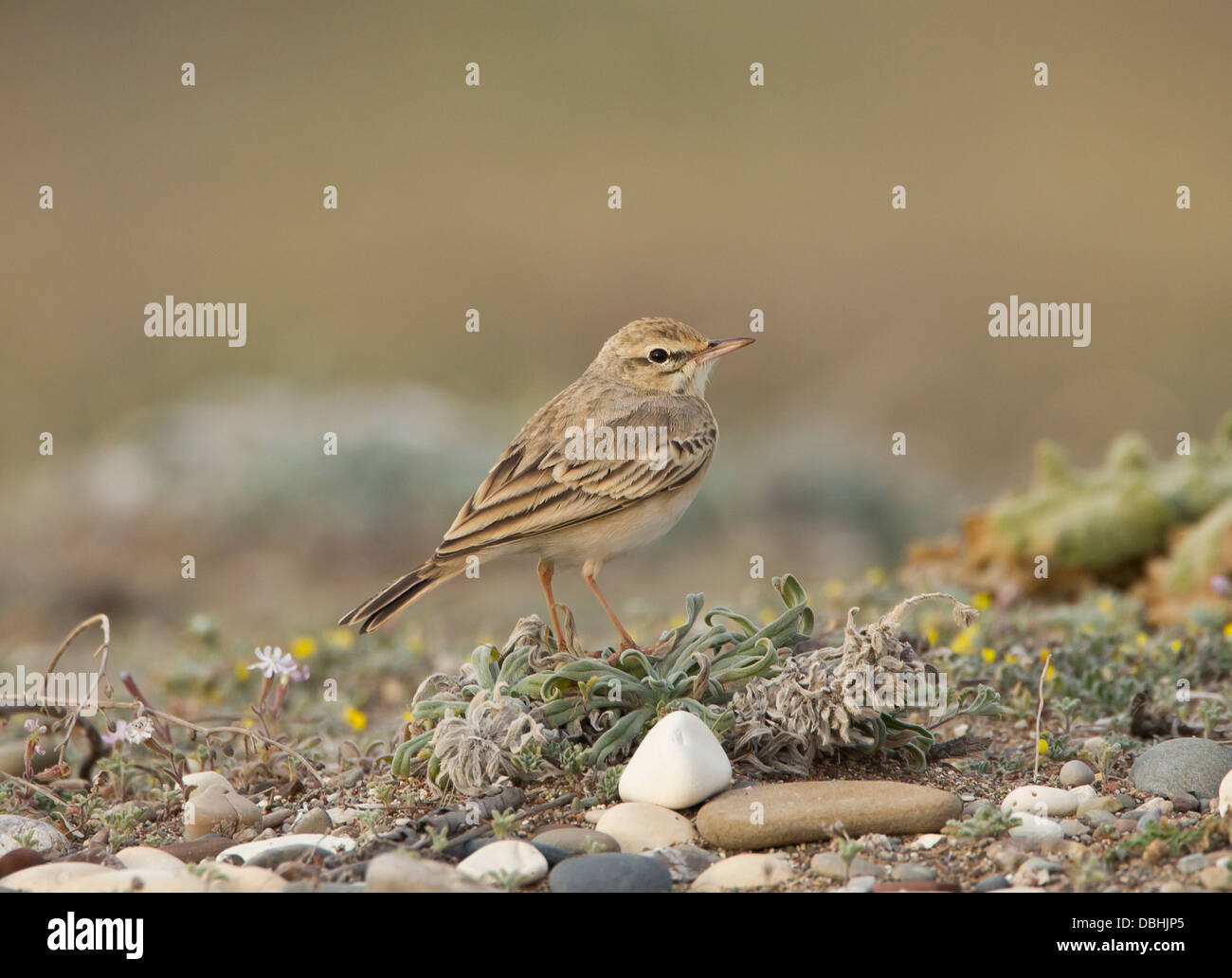 Pipits of europe hi-res stock photography and images - Alamy