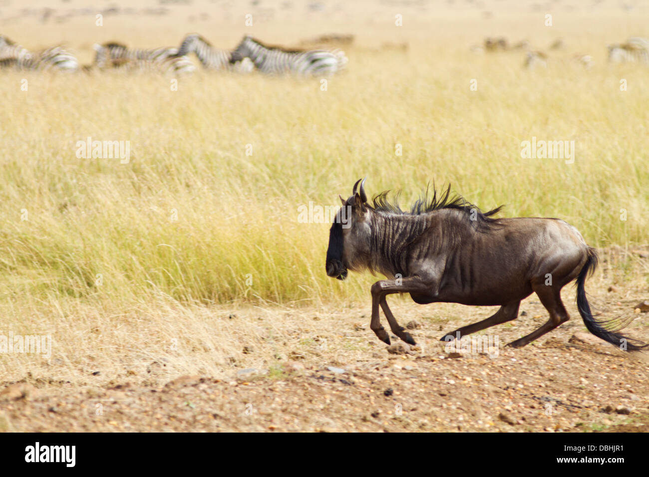 Wildebeest running across the savannah Stock Photo - Alamy