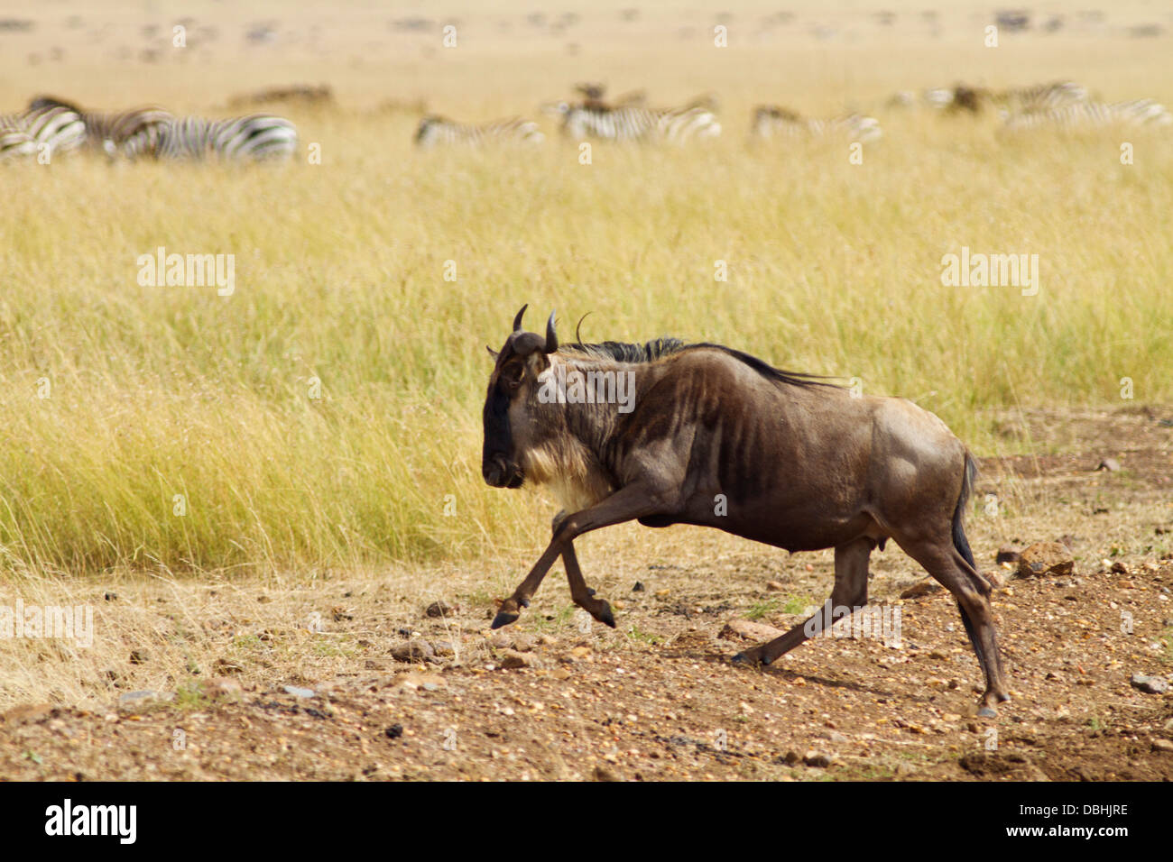 Wildebeest running across the savannah Stock Photo - Alamy
