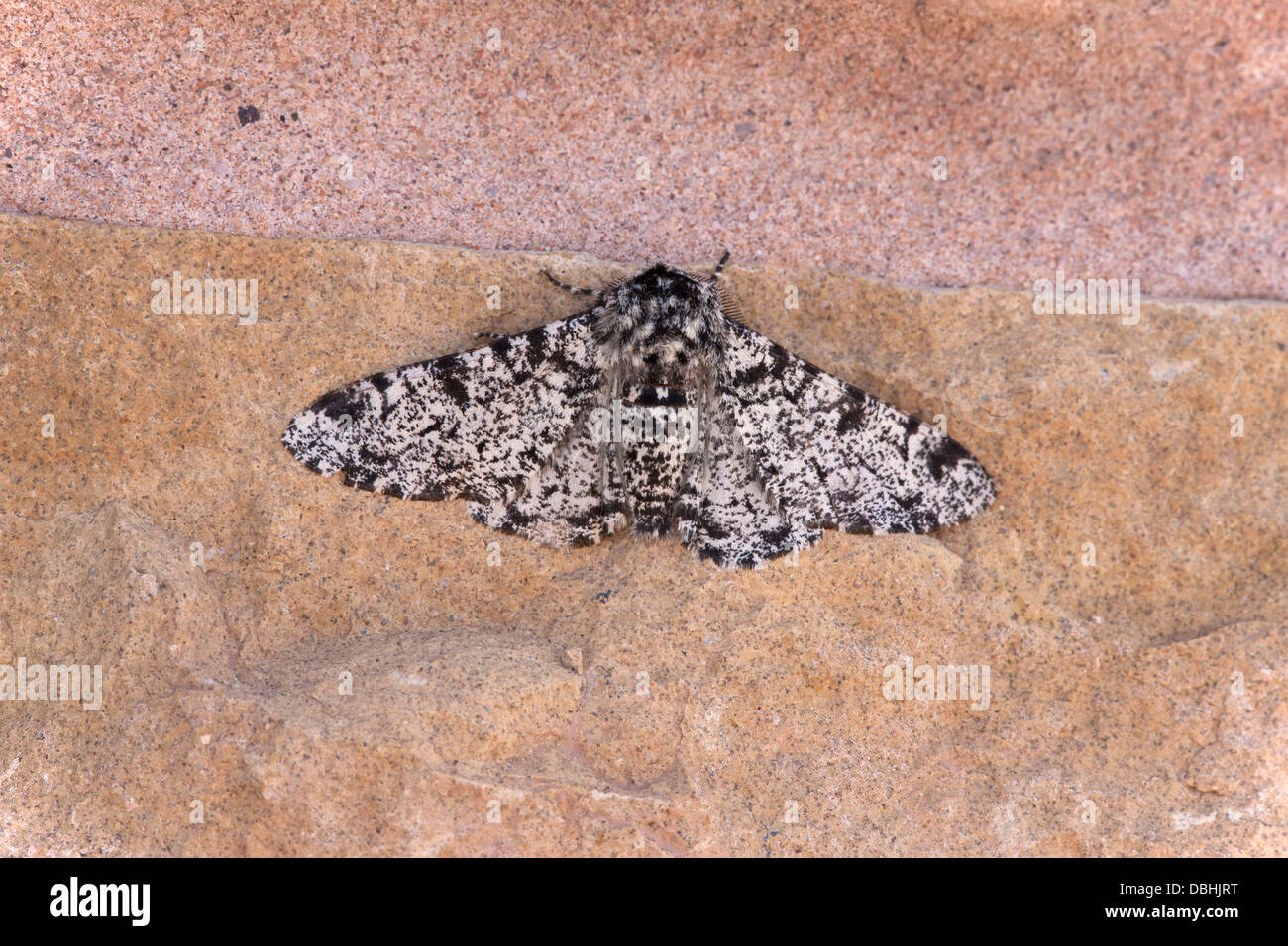 Biston moth hi-res stock photography and images - Alamy