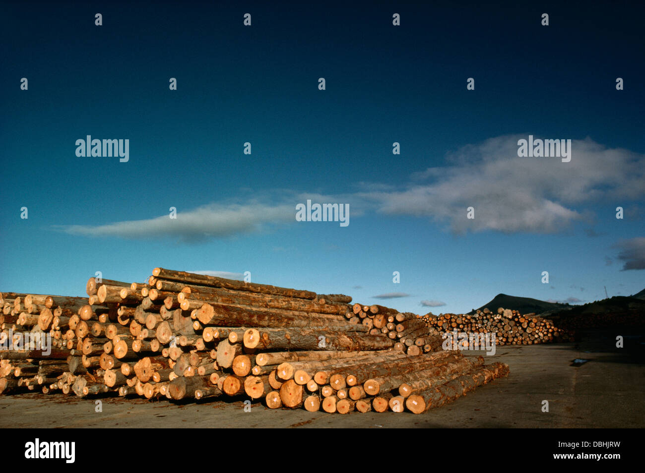 Picton New Zealand Picton Wood Exports Stacks Of Timber Logs Stock ...