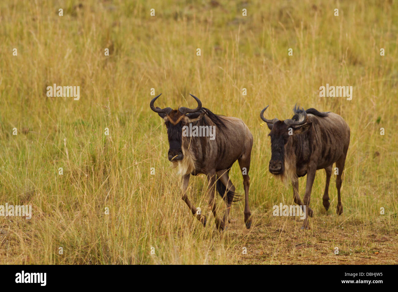 Wildebeest running across the savannah Stock Photo - Alamy
