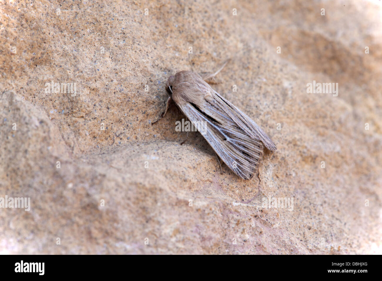 Shoulder striped moth hi-res stock photography and images - Alamy
