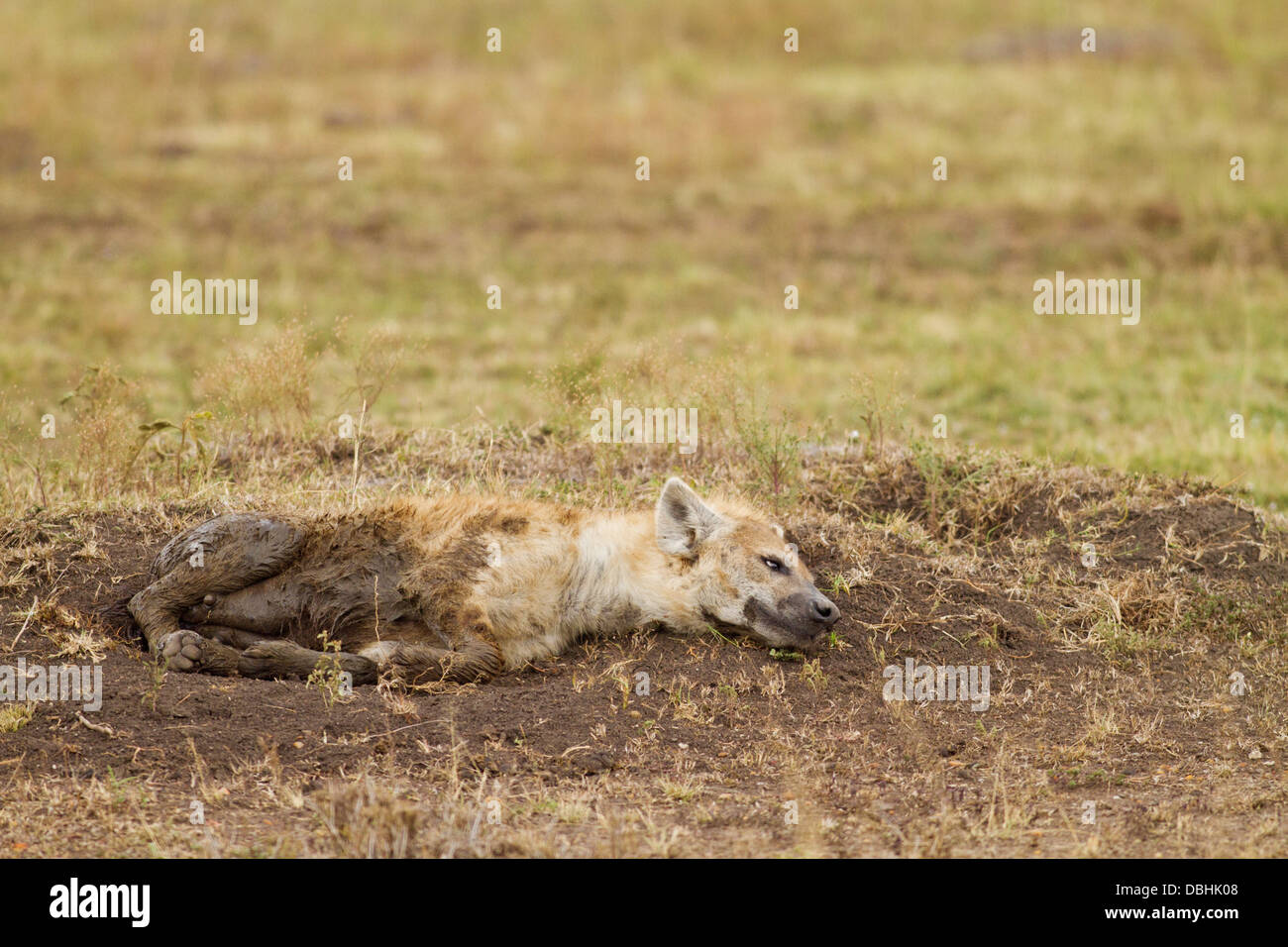 Lazy Hyna in the grassland Stock Photo - Alamy