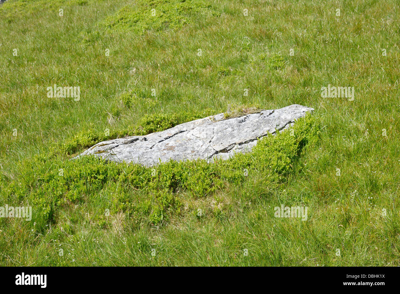 Solitary rock surrounded by grass Stock Photo - Alamy
